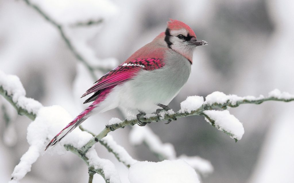 Snow Bird Animal Wallpaper Background Wallpaper with