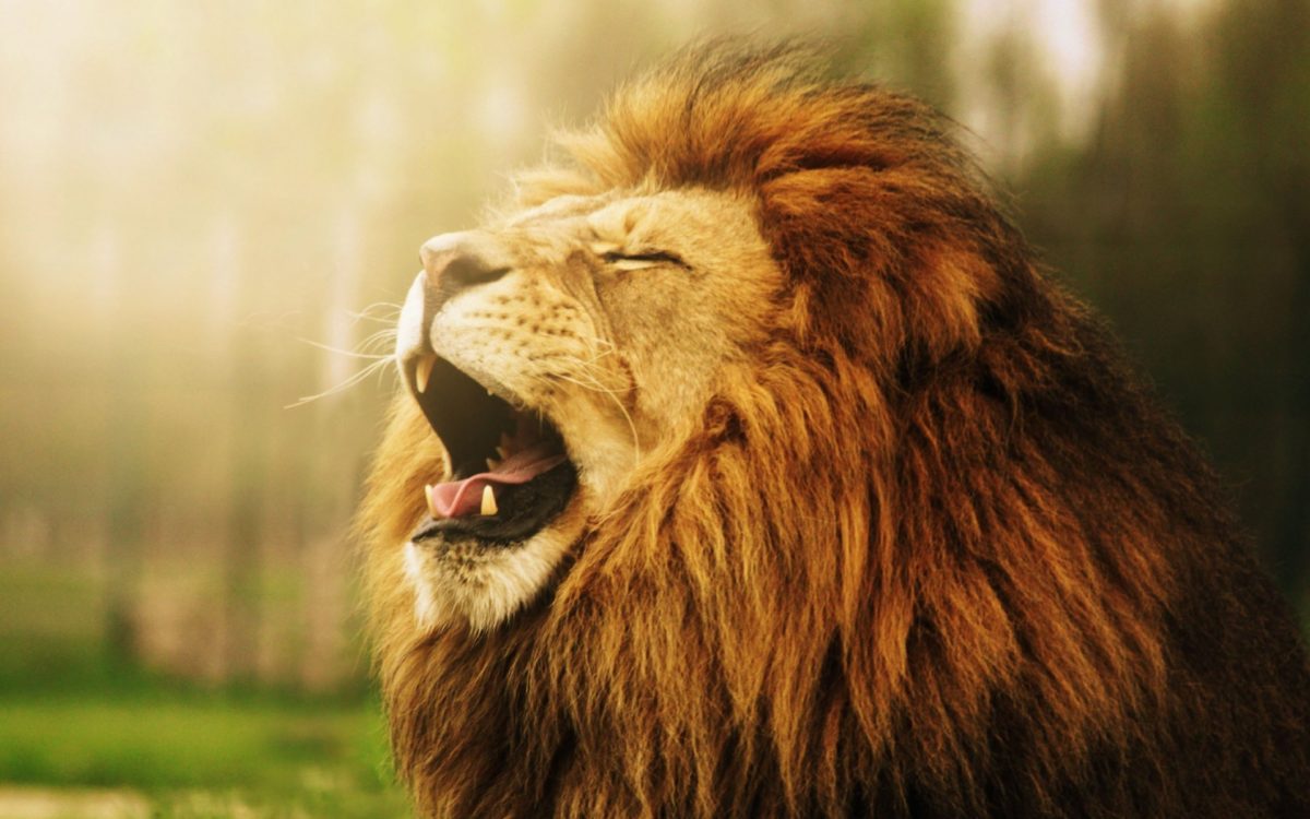 49+ Roaring Lion