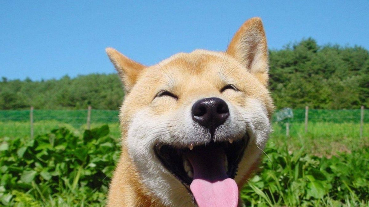 65+ Doge Wallpaper 1920×1080