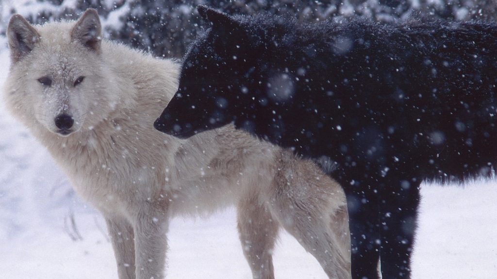 65+ HD Wolf Wallpapers 1080p