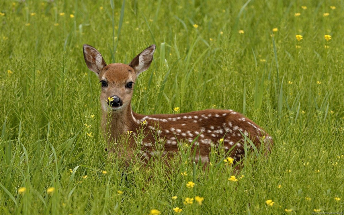 Deer Wallpapers Android Apps on Google Play