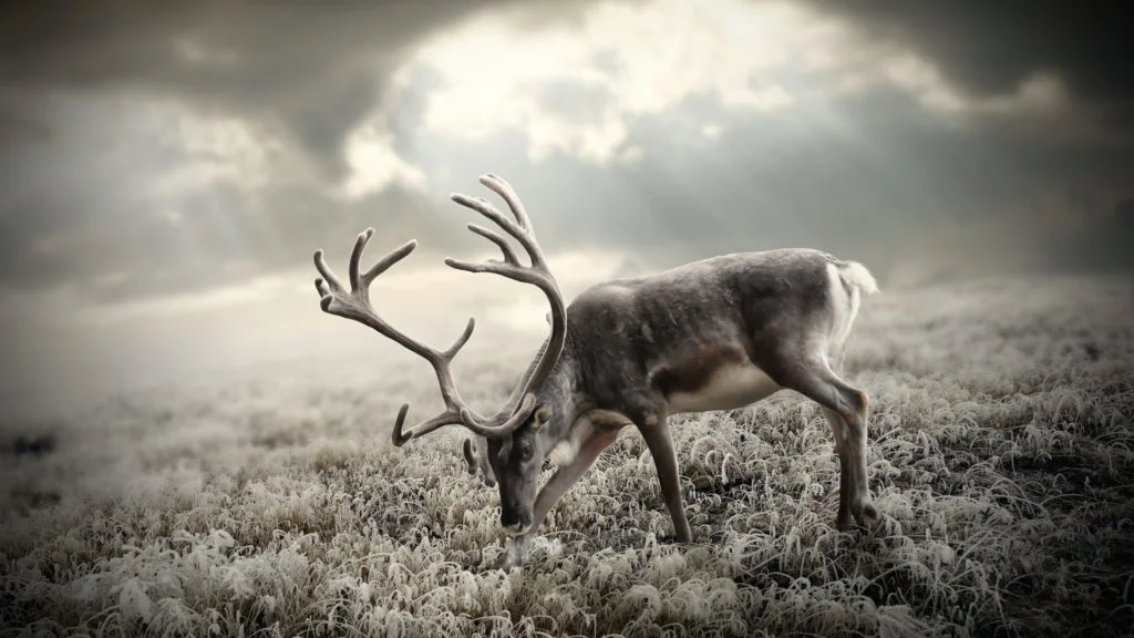39+ Whitetail Deer Wallpaper Screensaver