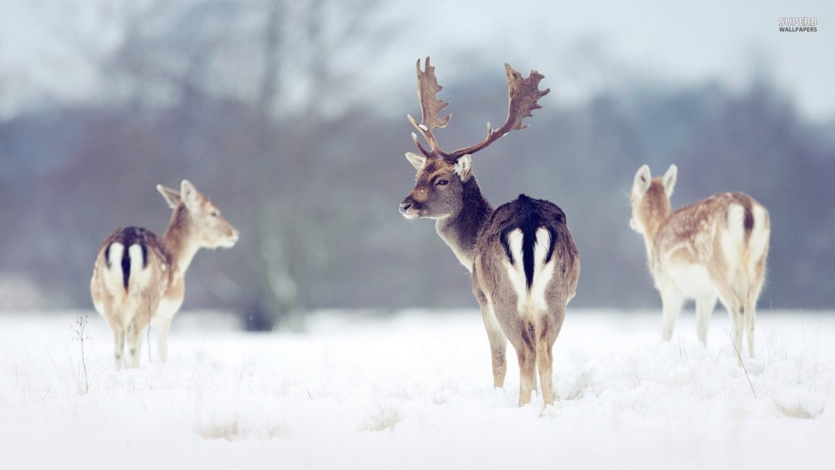 39+ Whitetail Deer Wallpaper Screensaver