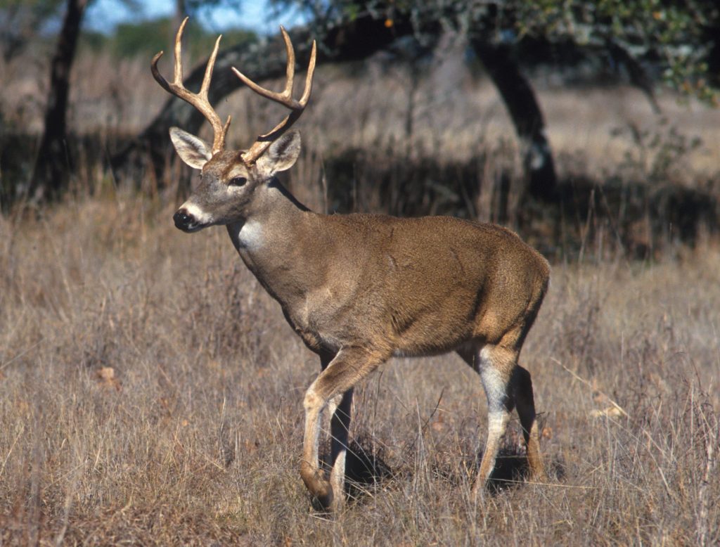 39+ Whitetail Deer Wallpaper Screensaver