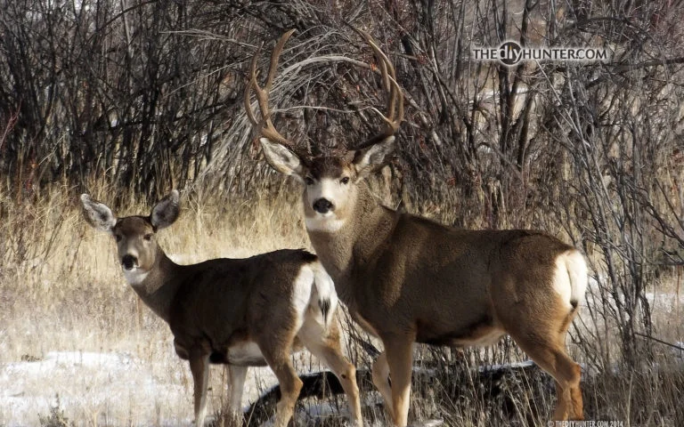 39+ Whitetail Deer Wallpaper Screensaver