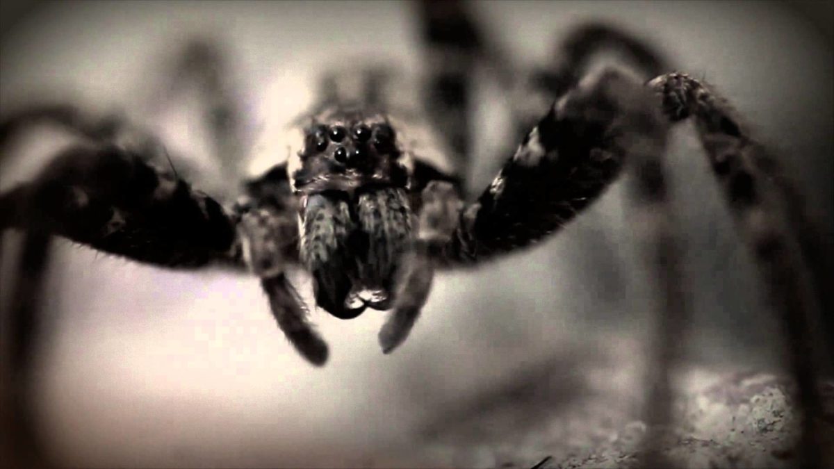 53+ Scary Spider