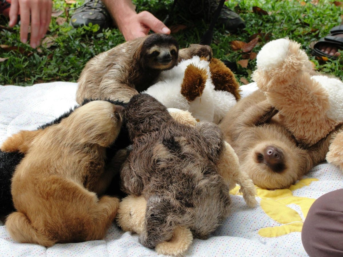52+ Cute Sloth