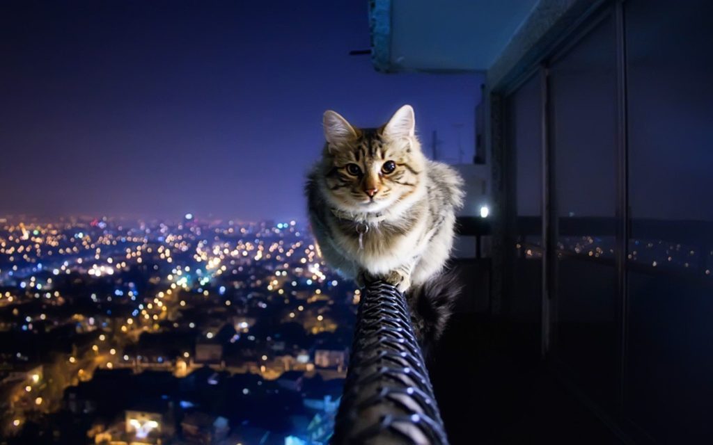 67+ Cat Wallpapers and Screensavers