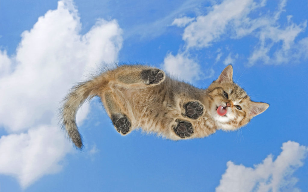 67+ Cat Wallpapers and Screensavers