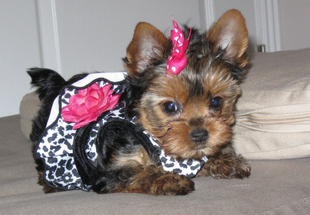 55+ Yorkie Pictures