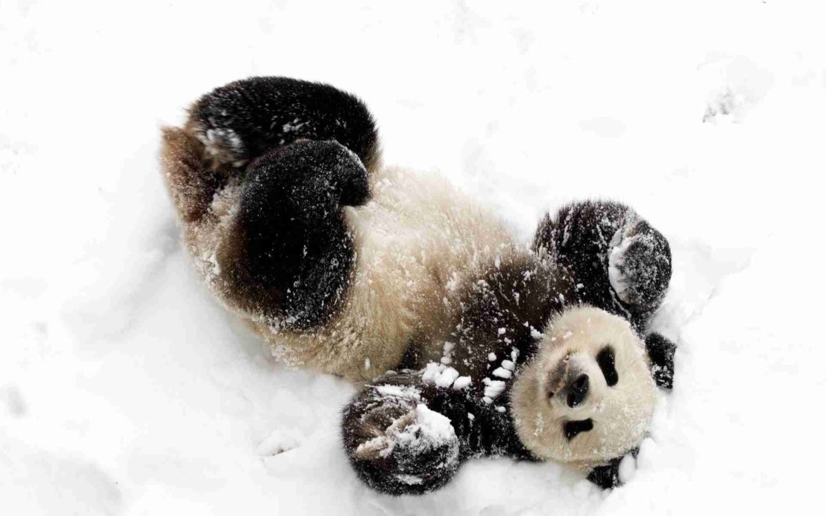 Baby Panda In Snow Wallpapers 1080p with High Definition Wallpaper