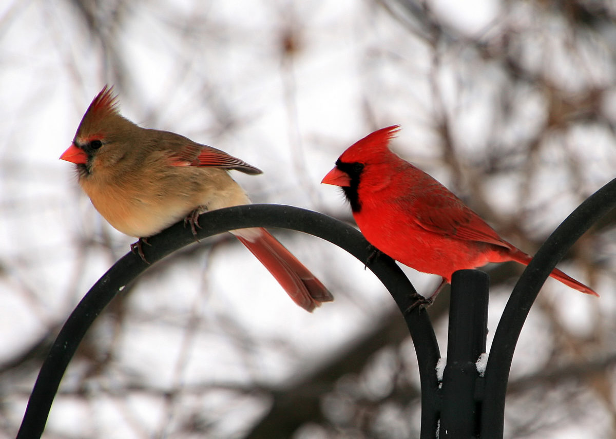 Female and Male Northern Cardinal. The Cardinal is the State Bird of ...