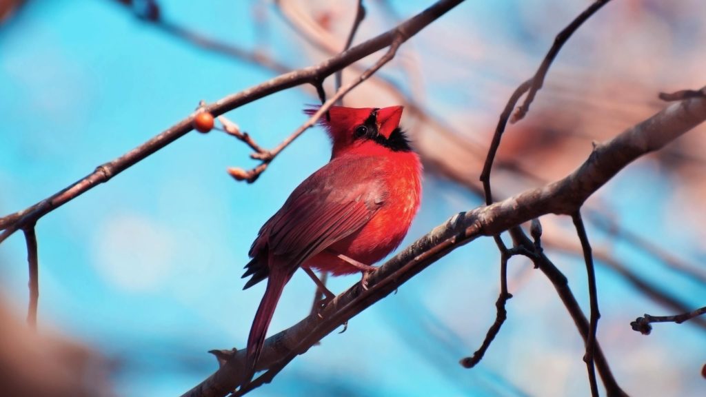 43+ Cardinal Birds in Snow