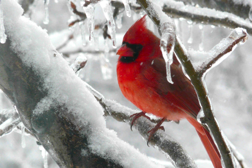 43+ Cardinal Birds in Snow