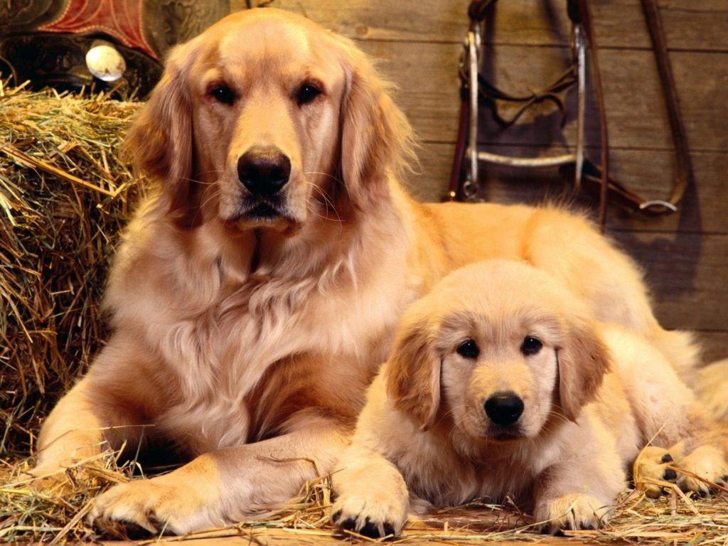 55+ Dog Screensavers and Wallpaper