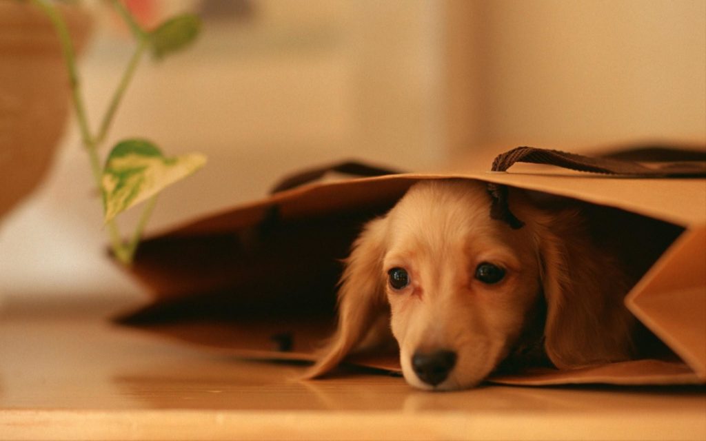 55+ Dog Screensavers and Wallpaper