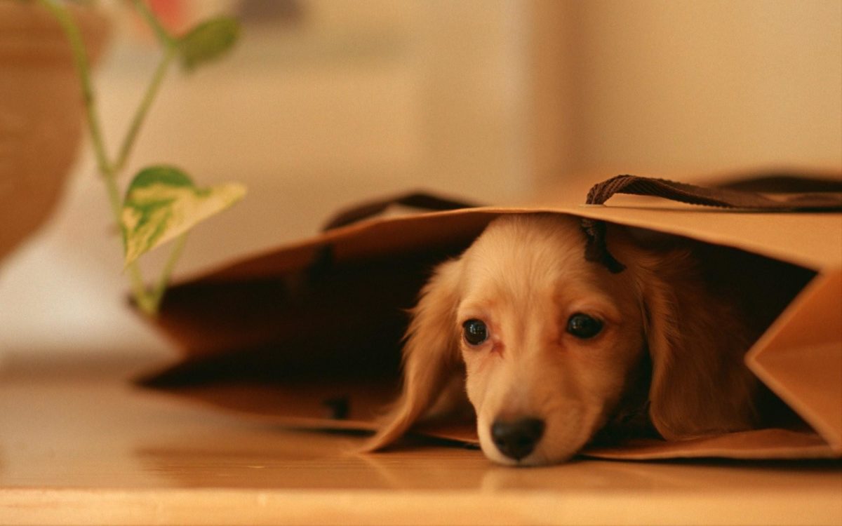 55+ Dog Screensavers and Wallpaper