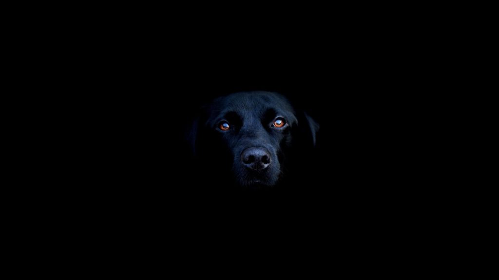 55+ Dog Screensavers and Wallpaper