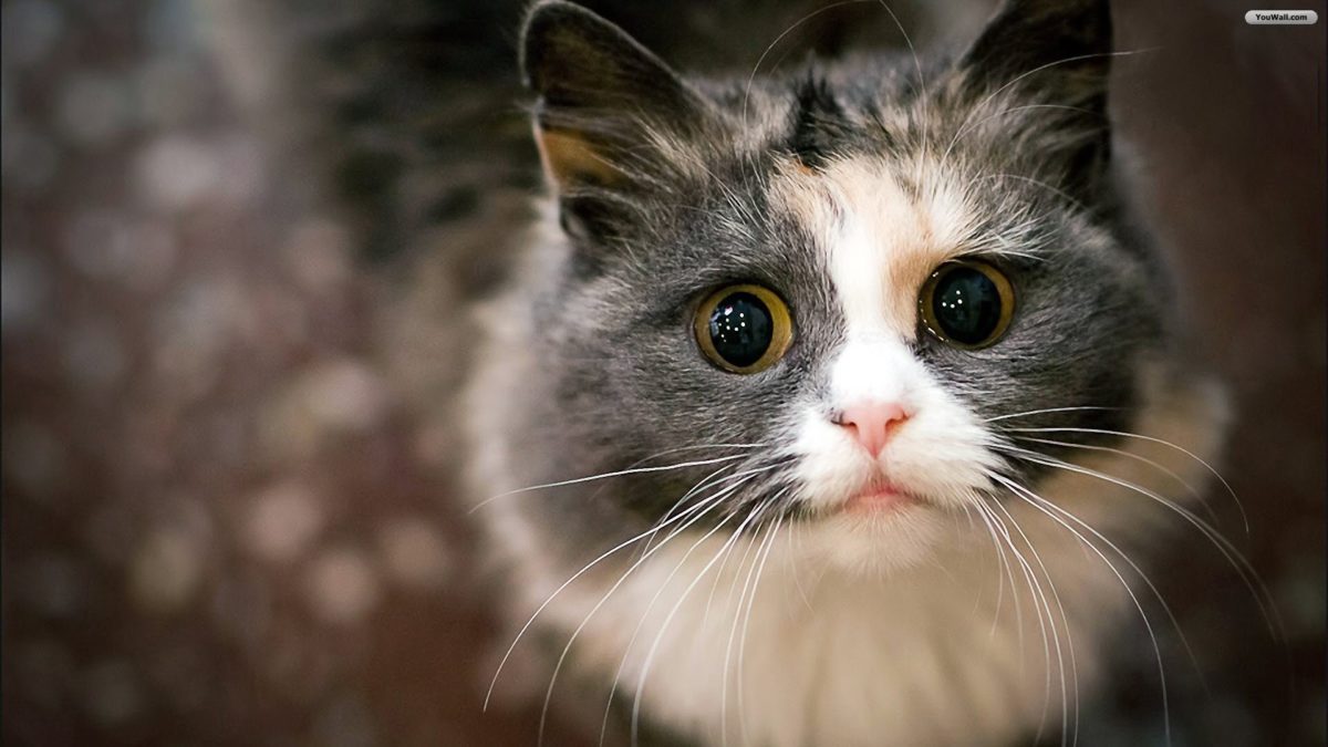 Begging Cat Wallpaper