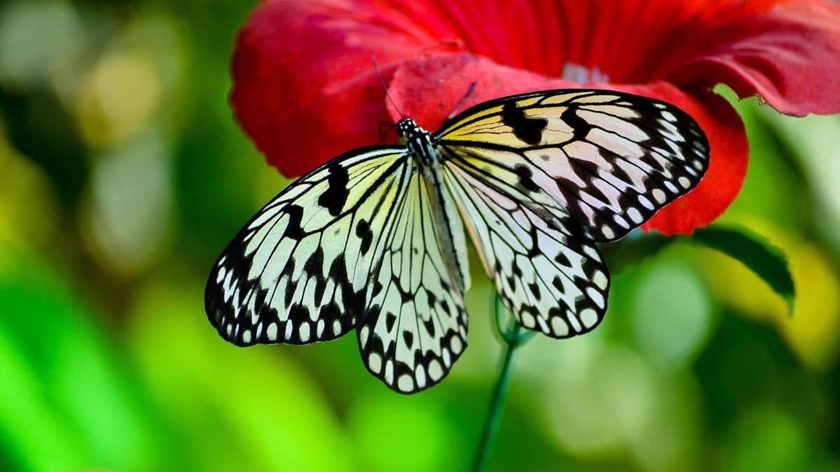 49+ Butterfly Screensavers and Wallpapers
