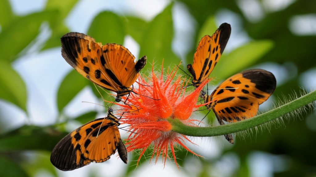 49+ Butterfly Screensavers and Wallpapers