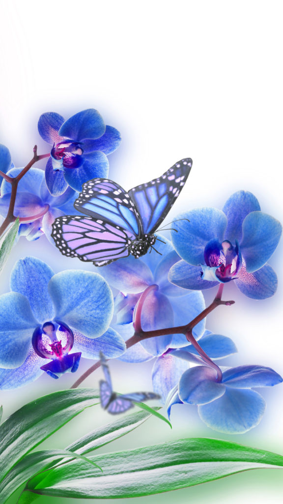 49+ Butterfly Screensavers and Wallpapers