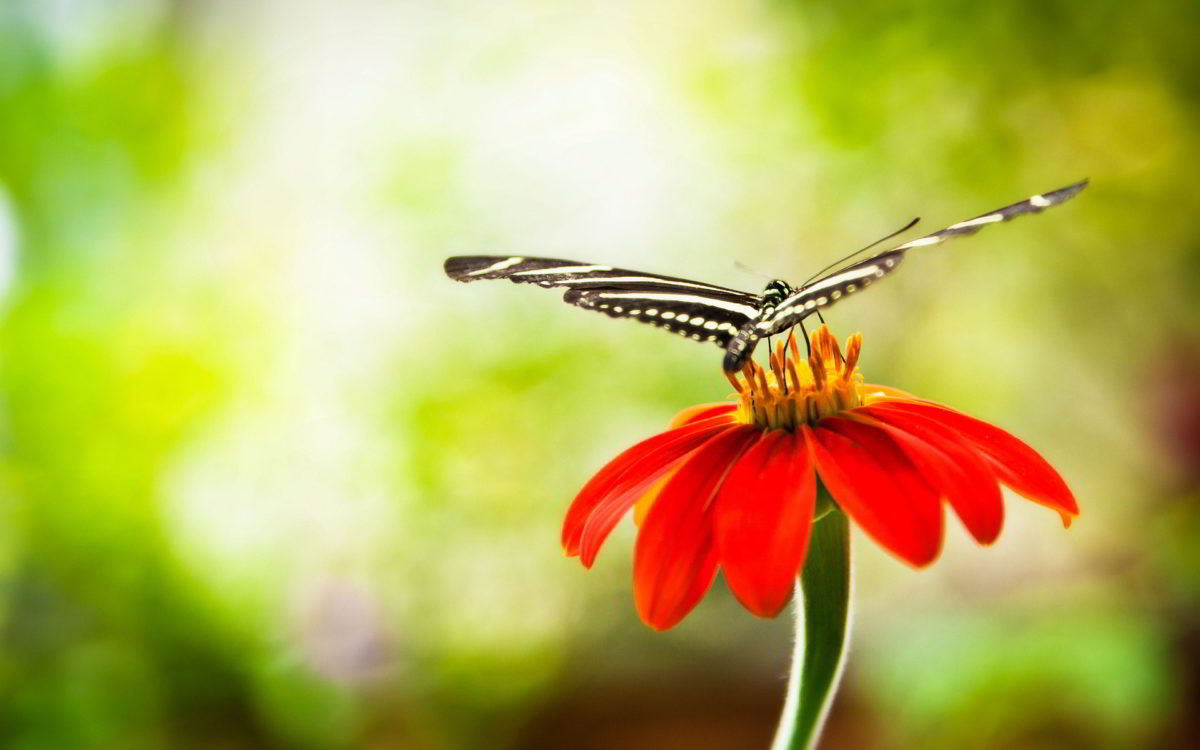 49+ Butterfly Screensavers and Wallpapers