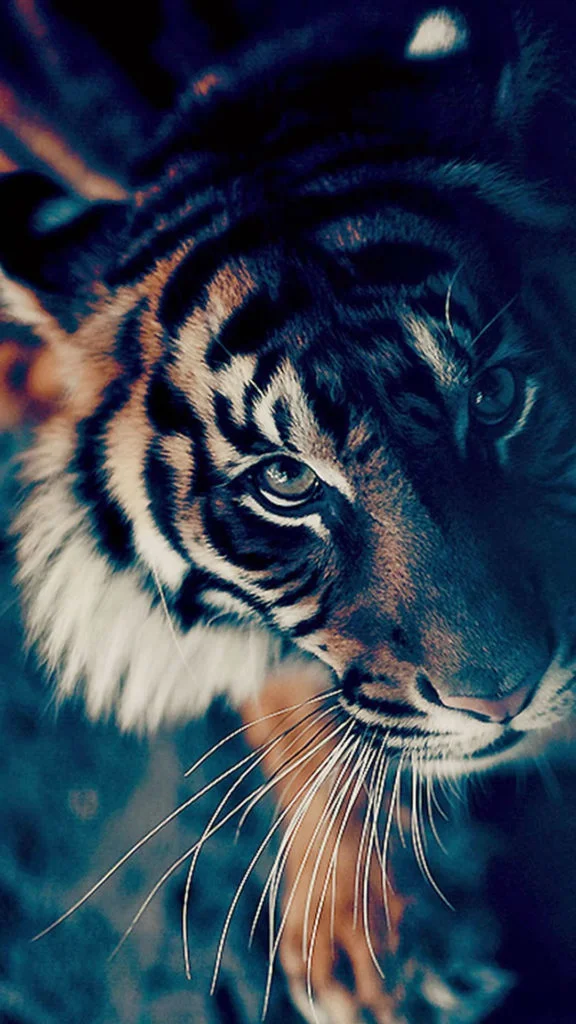 55+ Animal Wallpapers and Backgrounds