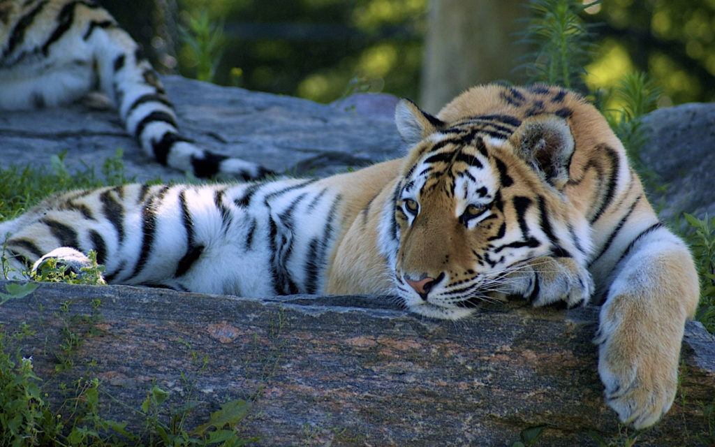 55+ Animal Wallpapers and Backgrounds