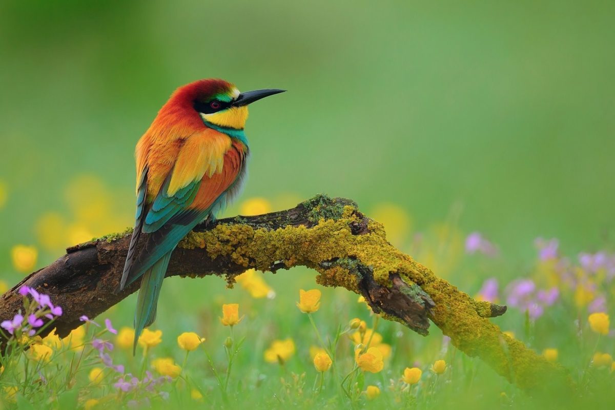 44+ Spring Animal Wallpaper for Desktop