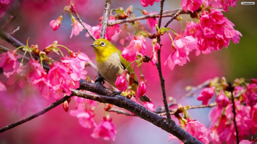 44+ Spring Animal Wallpaper for Desktop