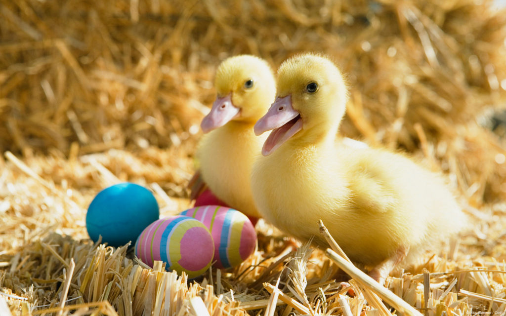 44+ Spring Animal Wallpaper for Desktop