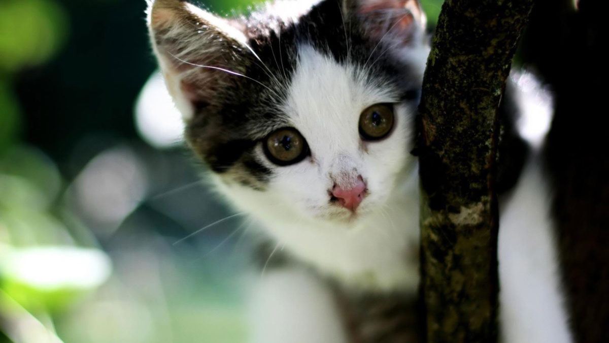 64+ Cat Background