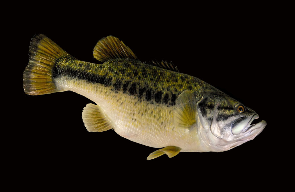 39+ Largemouth Bass Wallpaper for Desktop