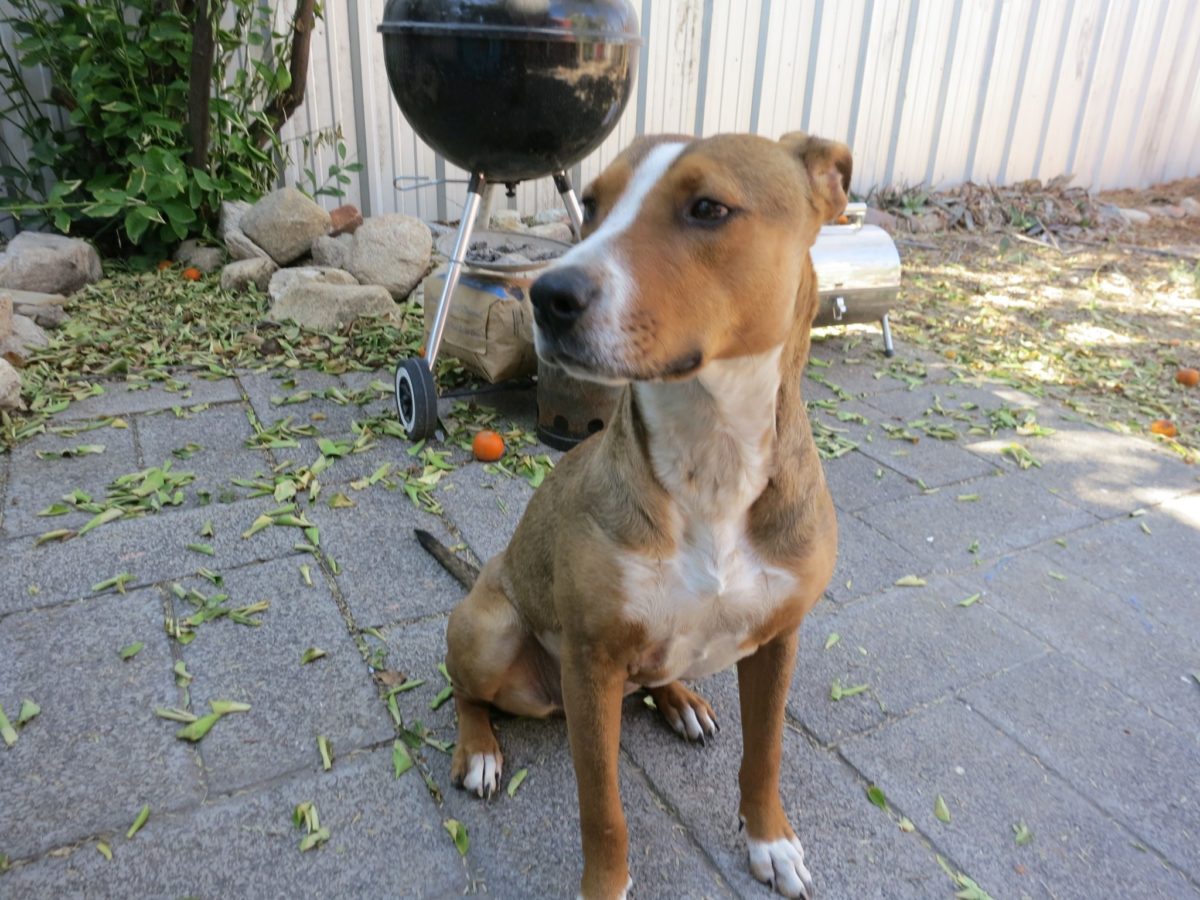 50+ Pitbull Screensavers and Wallpaper