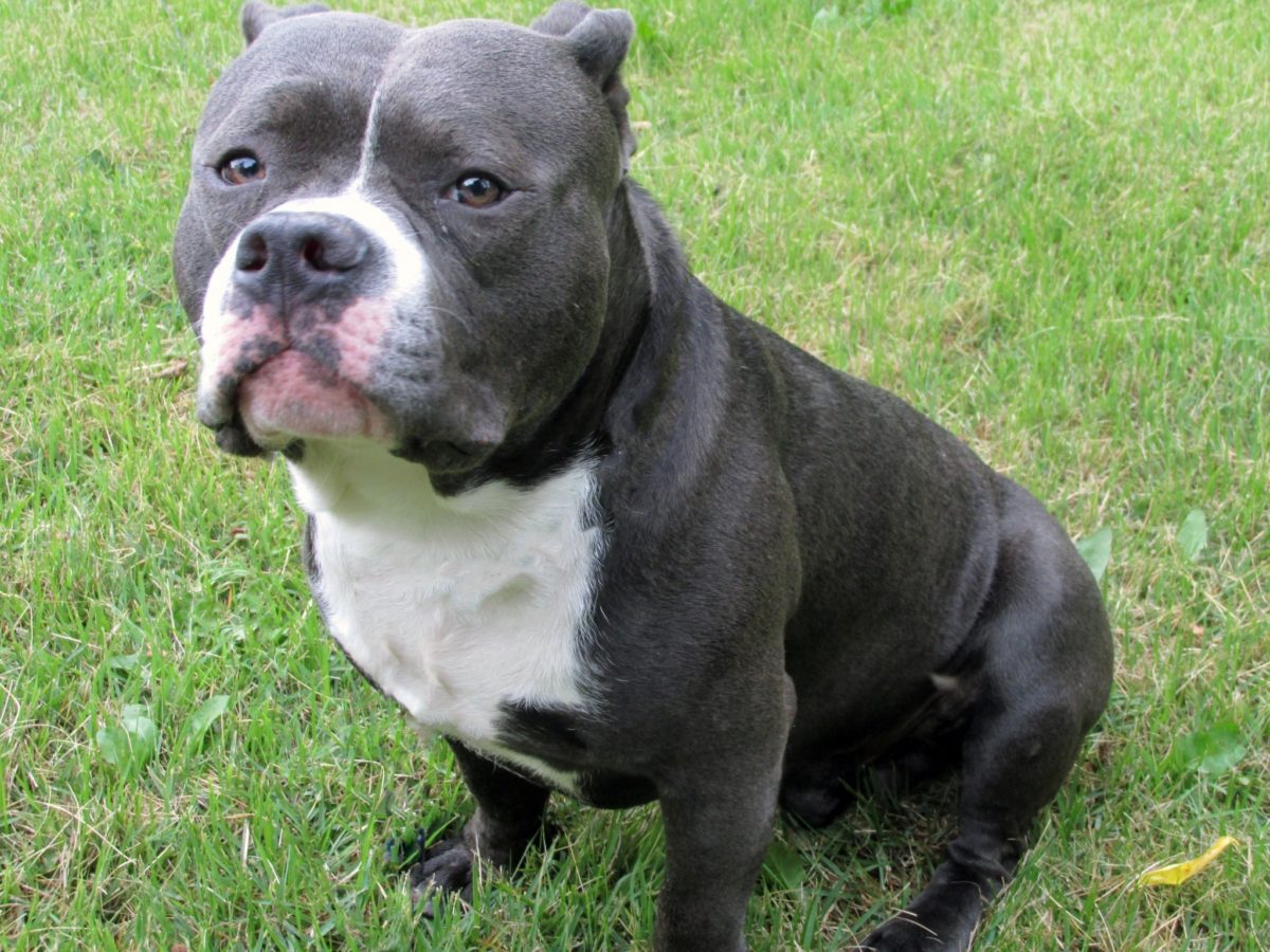 50+ Pitbull Screensavers and Wallpaper