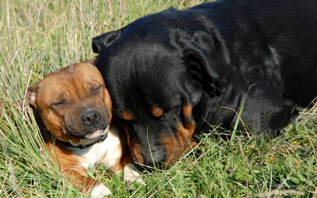 50+ Pitbull Screensavers and Wallpaper