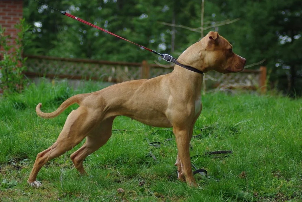 50+ Pitbull Screensavers and Wallpaper