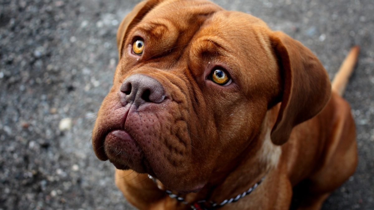 50+ Pitbull Screensavers and Wallpaper