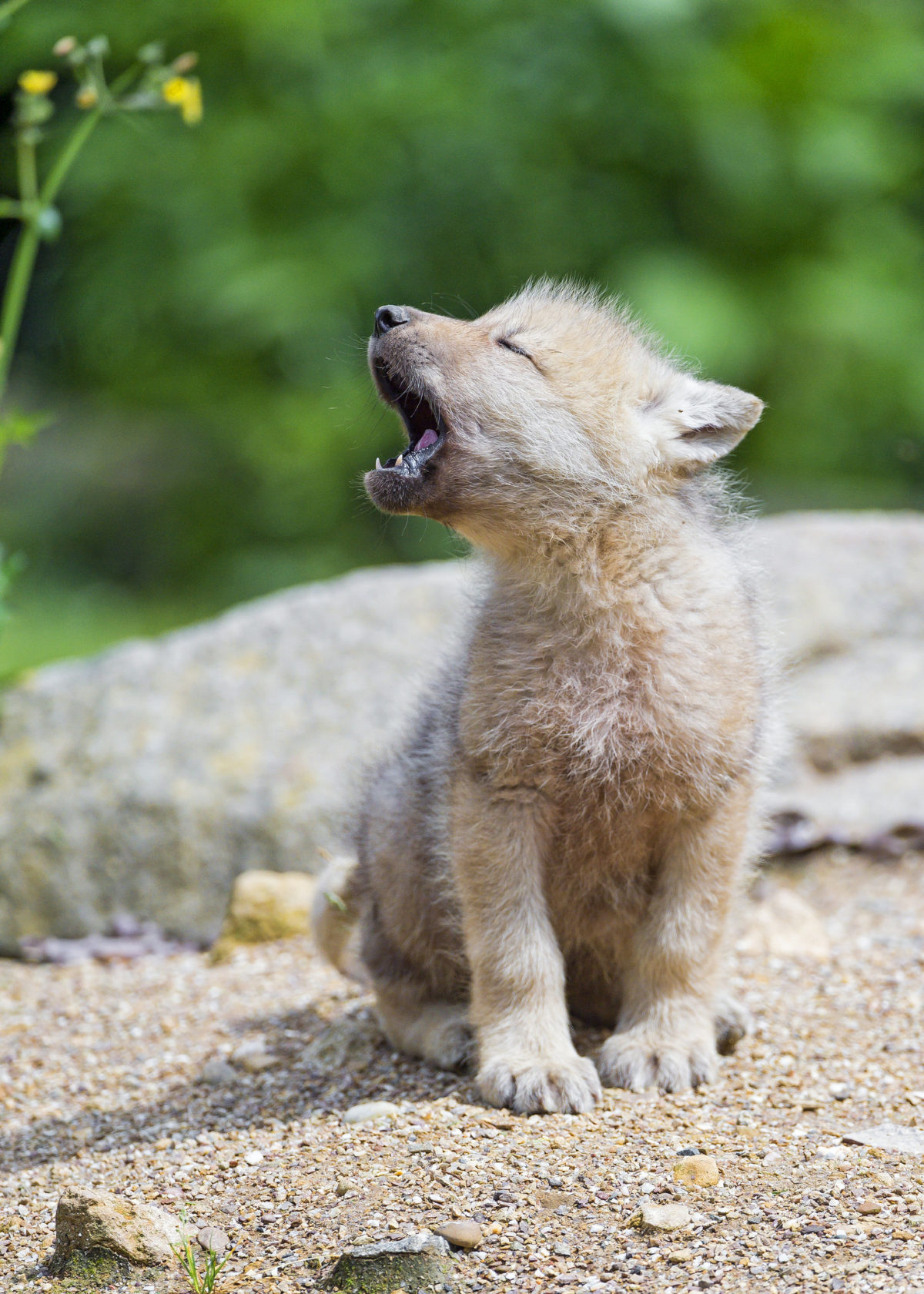 48+ Cute Baby Wolf
