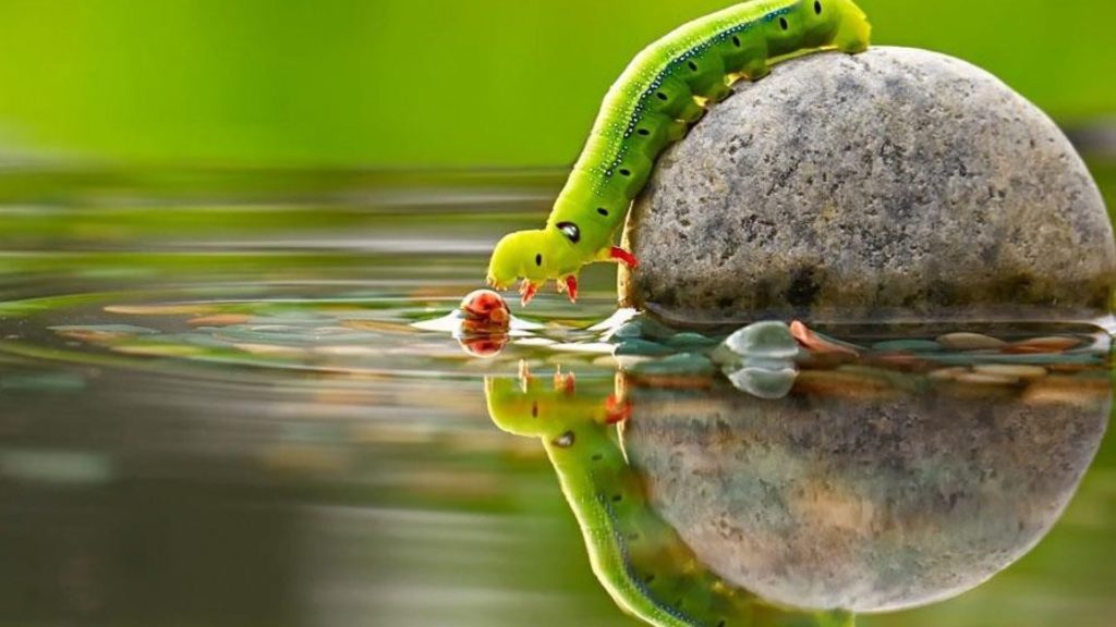 Animal Misfits Nature HD Wallpaper Browse and Download the latest high ...