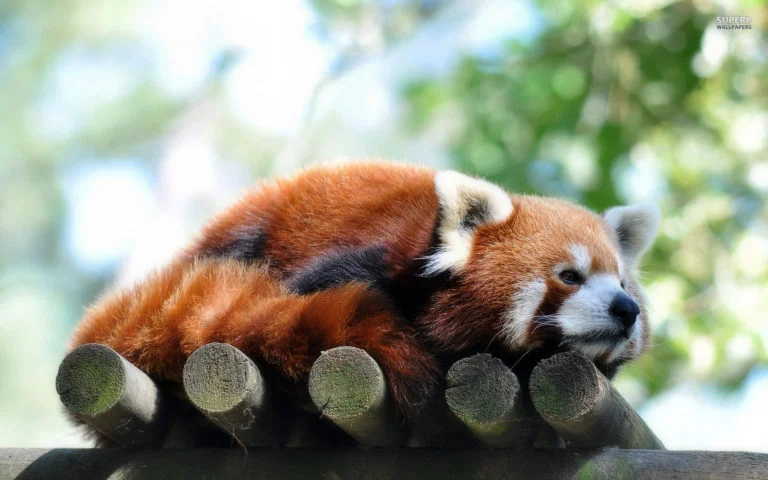 62+ Red Panda Wallpaper HD