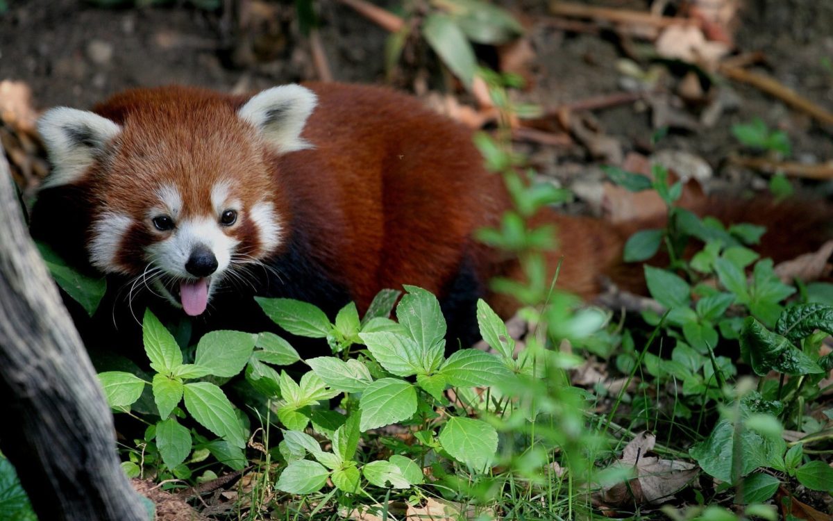 62+ Red Panda Wallpaper HD