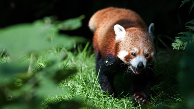 62+ Red Panda Wallpaper HD