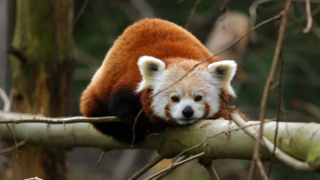 62+ Red Panda Wallpaper HD