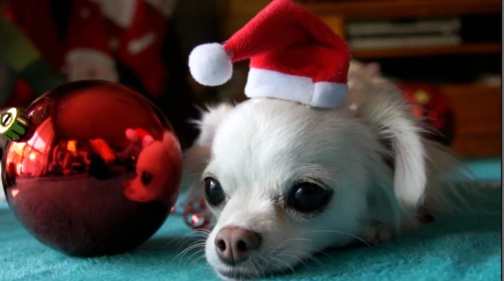 44+ Chihuahua Wallpaper for Desktop