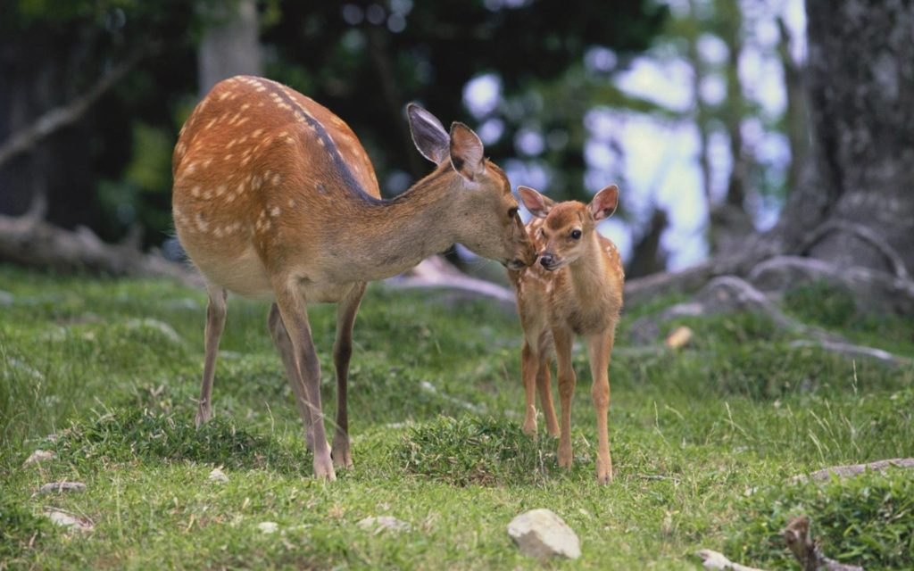 51+ Cool Deer
