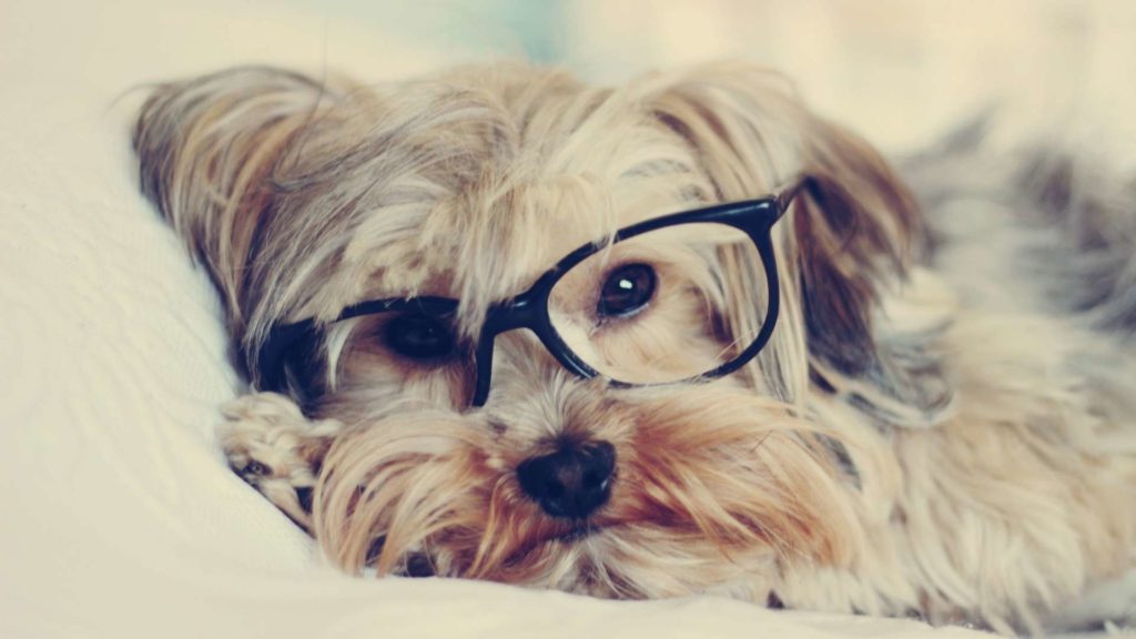 46+ Yorkie Wallpapers for Desktop