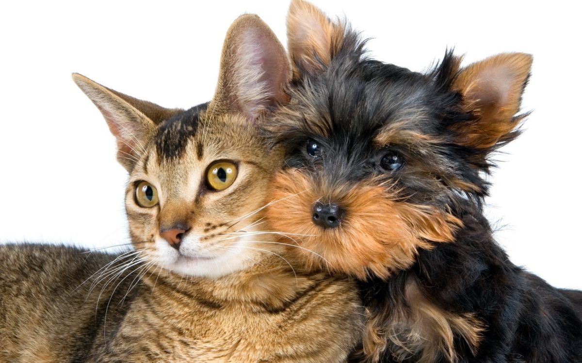 46+ Yorkie Wallpapers for Desktop