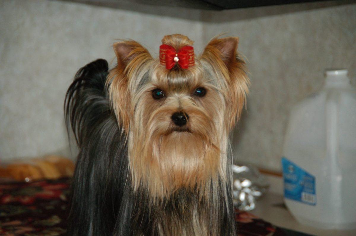 46+ Yorkie Wallpapers for Desktop